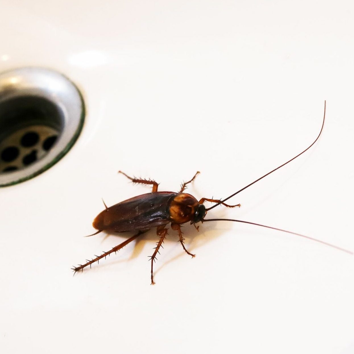 Cockroach Control Cheshire - Pest in Peace