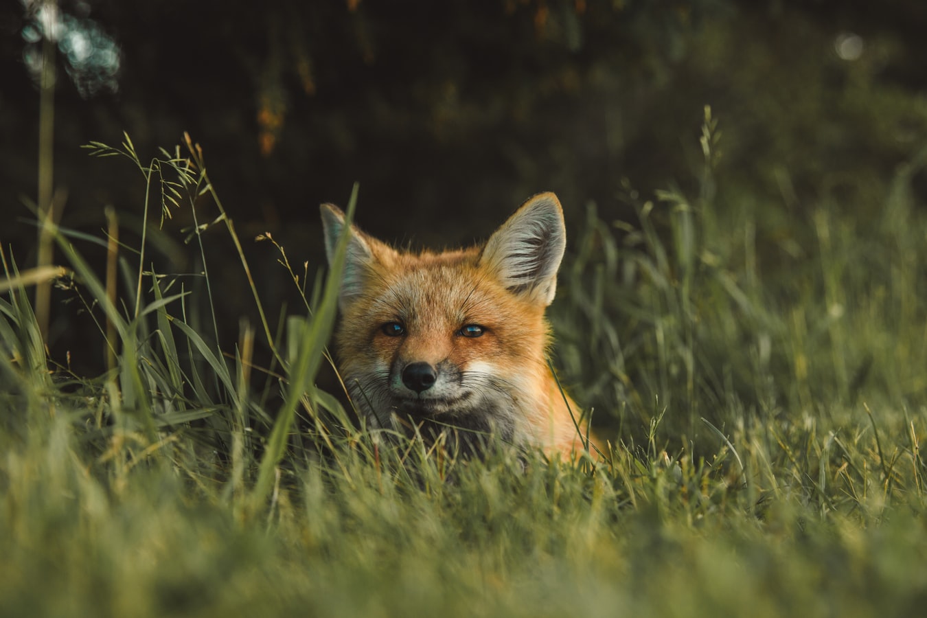 Fox Pest Control Cheshire - Pest in Peace Cheshire