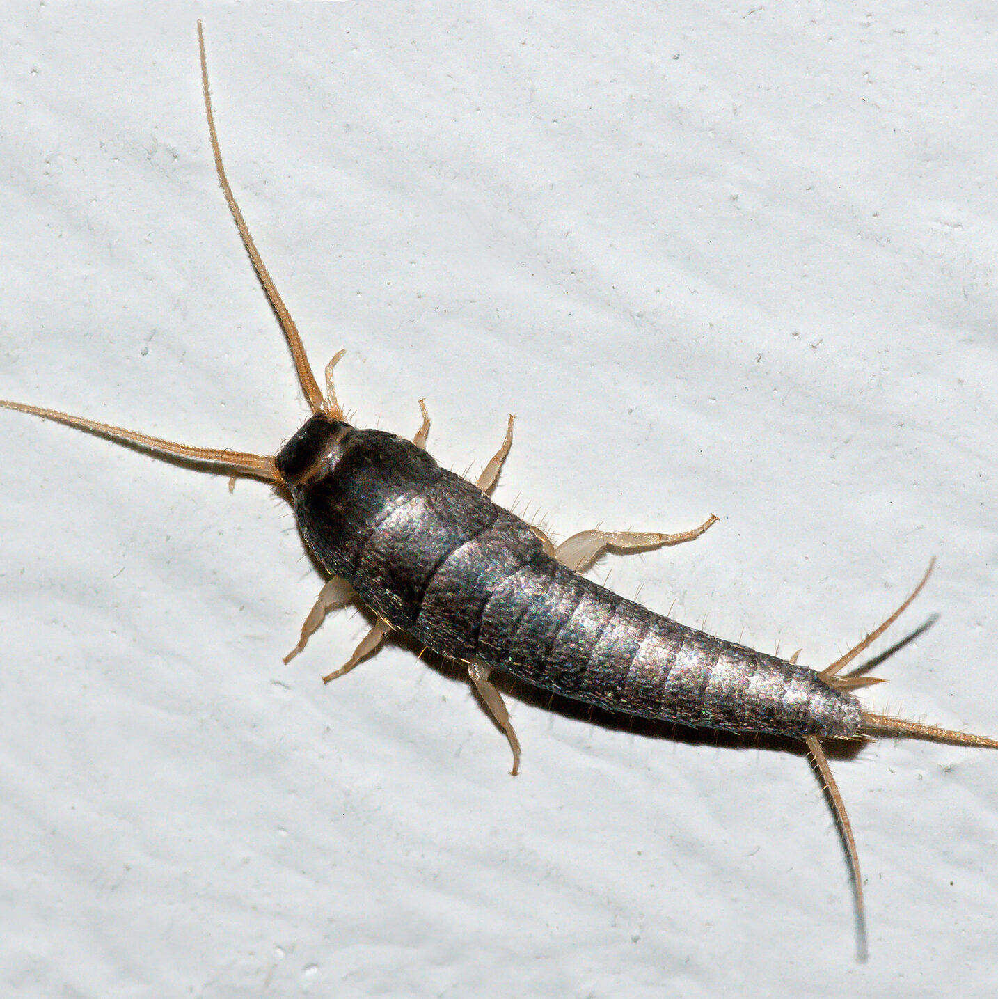 Silverfish Pest Control Pest Control Cheshire - Pest in Peace