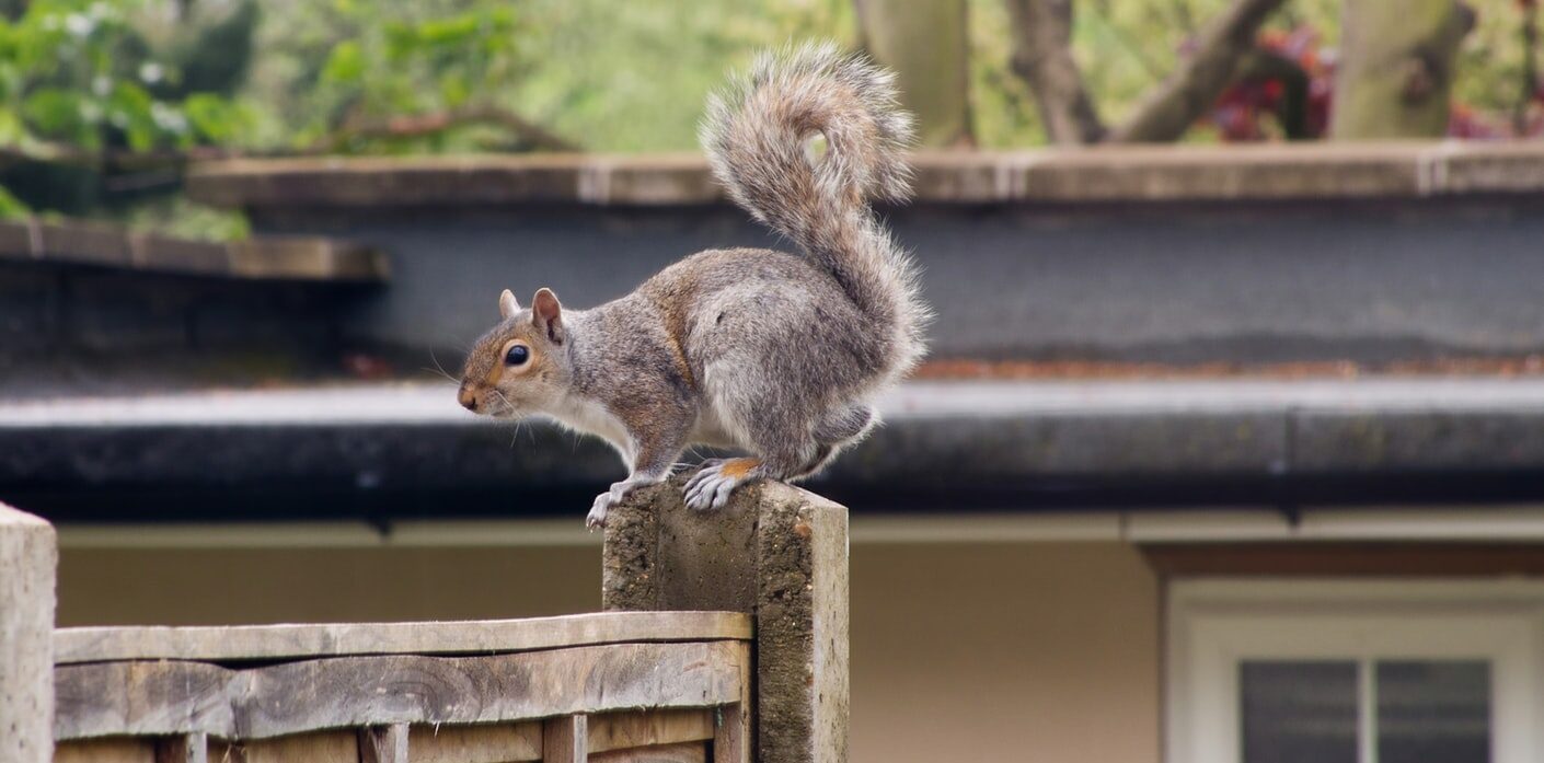 Squirrel Removal Cheshire - Pest in Peace