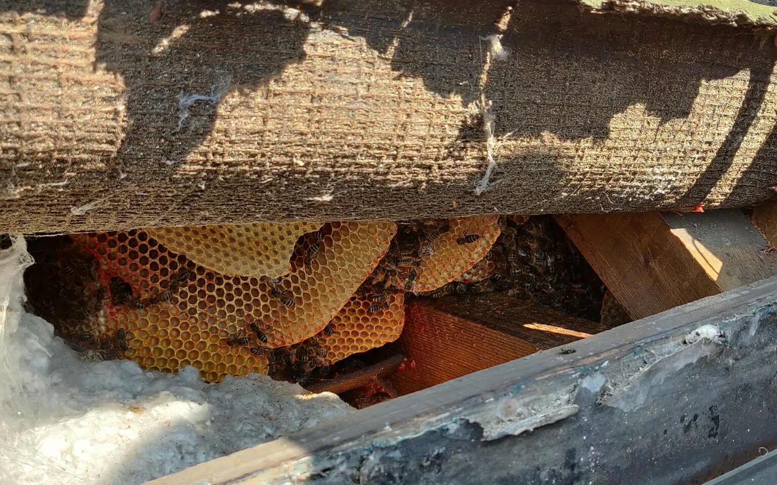 Honey Bee Removal Cheshire | Bee Removal Specialists| Pest In Peace