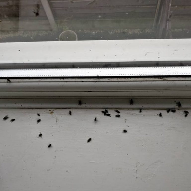 Types Of Flies UK | Common Fly Species Identification | Pest in Peace