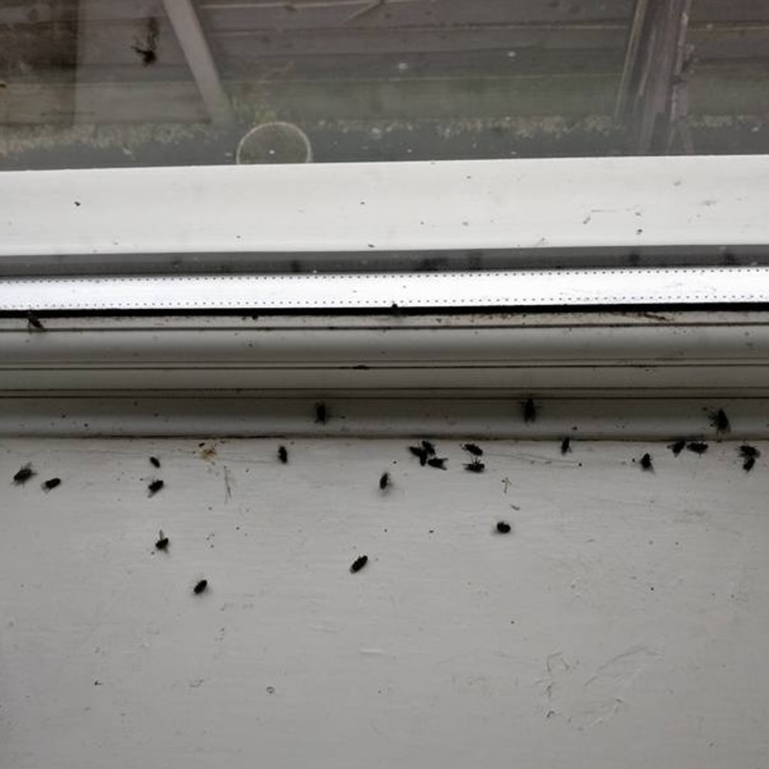 Types Of Flies UK | Common Fly Species Identification | Pest in Peace